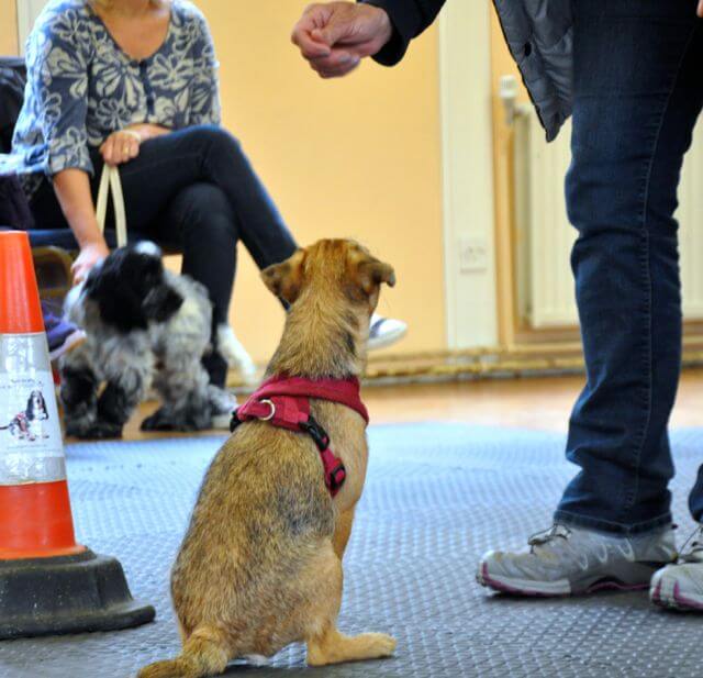 How to tackle jumping up - Hanne Grice Pet Training & Behaviour
