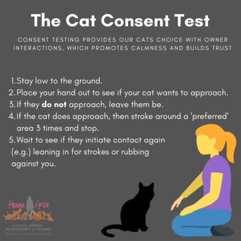 The Cat Consent Test - Hanne Grice Pet Training & Behaviour
