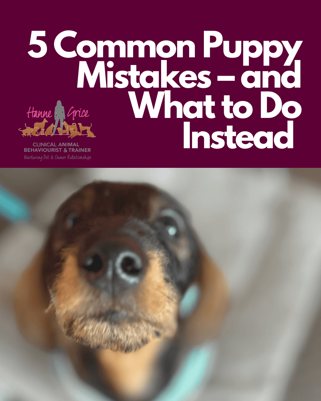 5 Common Puppy Mistakes – and What to Do Instead - Hanne Grice Pet ...