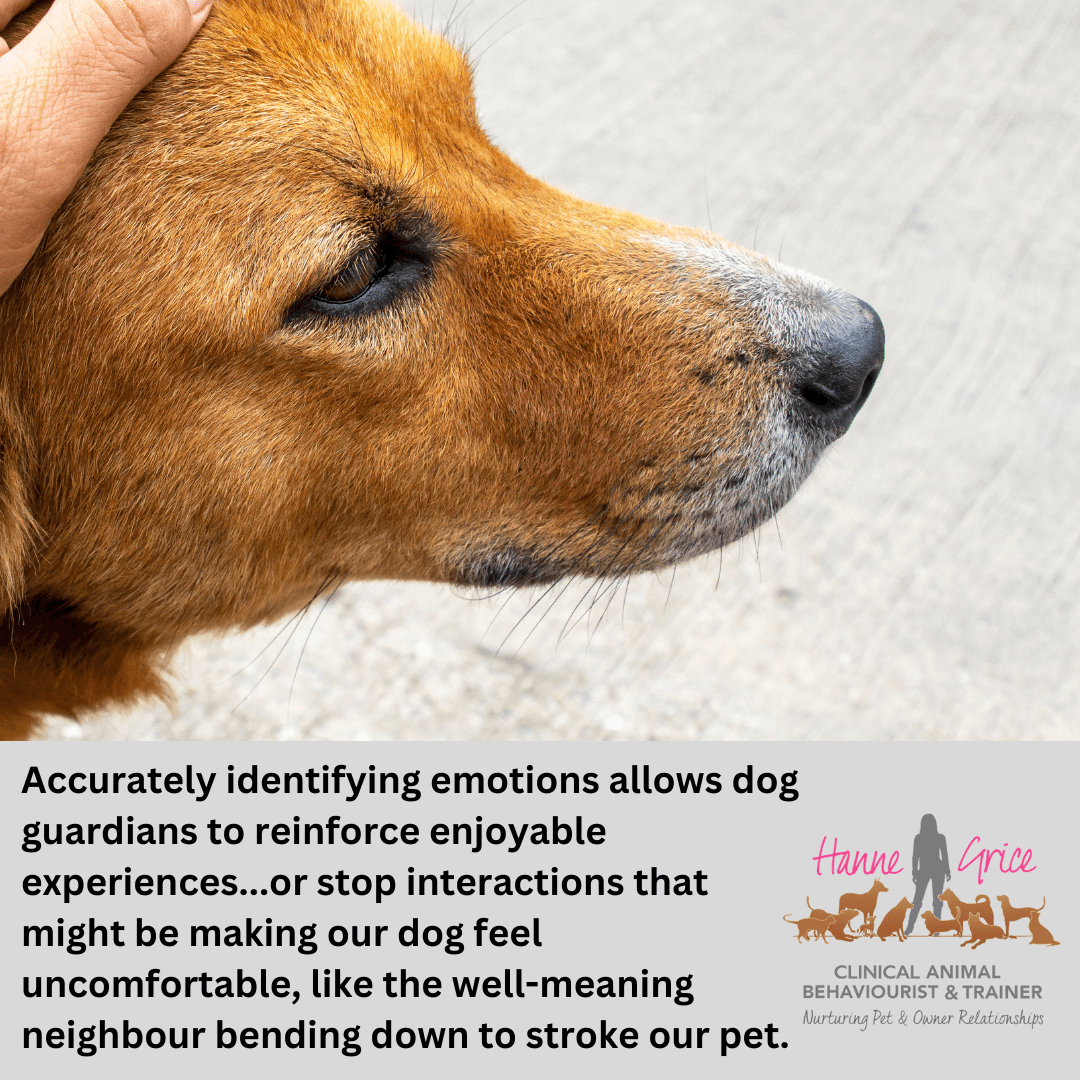 Understanding Your Dog’s Emotions: What New Research Reveals - Hanne ...