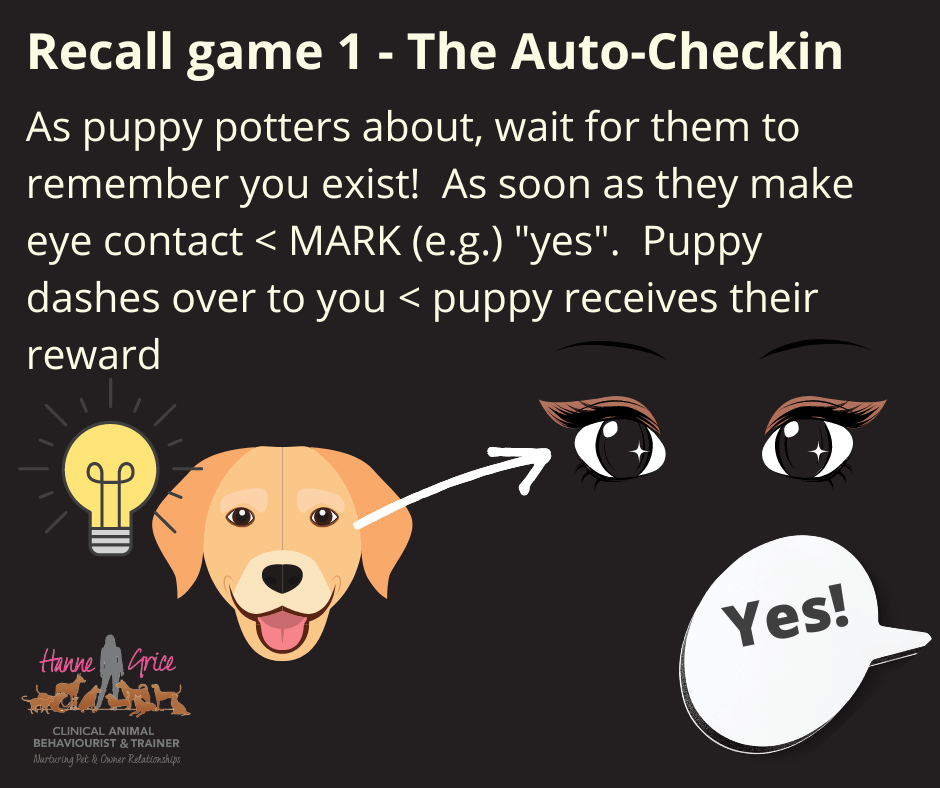 Easy hack to get your dog's focus and attention on to you - Hanne Grice ...