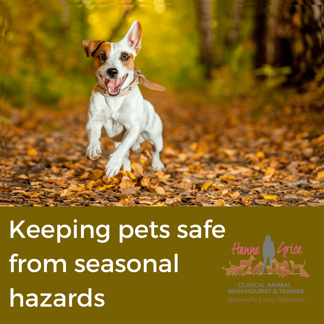 Autumn alert - keeping pets safe from seasonal hazards - Hanne Grice ...
