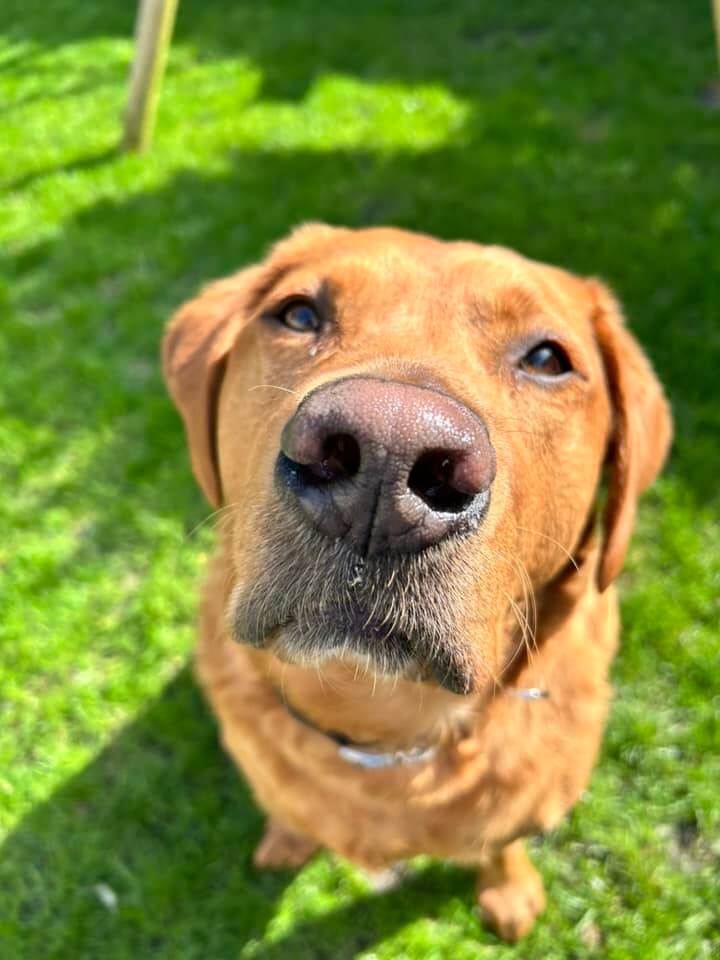 Labrador Obesity: The Genetic Twist Every Owner Should Know - Hanne ...