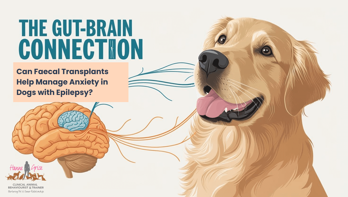 Can Faecal Transplants Help Manage Anxiety in Dogs with Epilepsy ...
