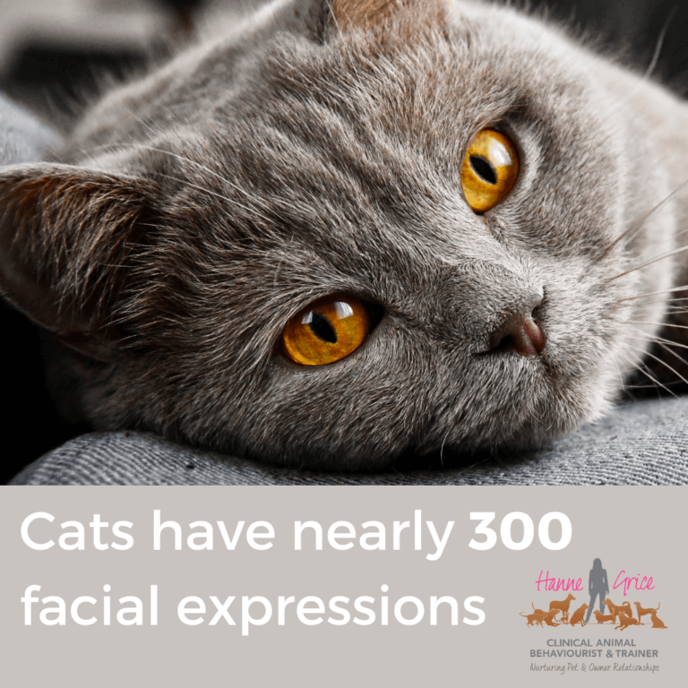 Cats have nearly 300 facial expressions - Hanne Grice Pet Training ...