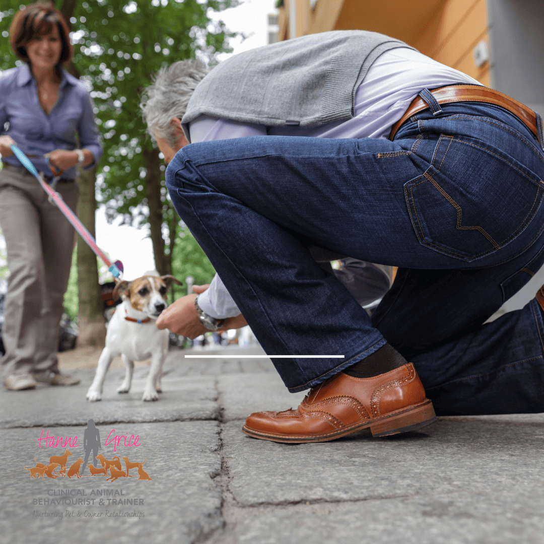 Understanding Dog Stretching: From Greetings to Pain Signals - Hanne ...