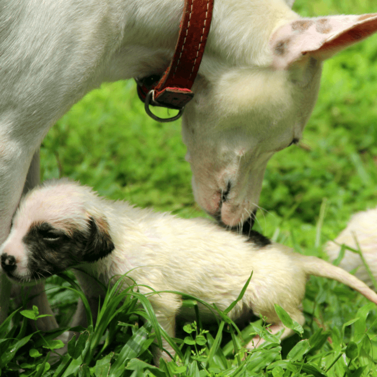 Early Neurological Stimulation for Puppies: The Pros and Cons - Hanne ...