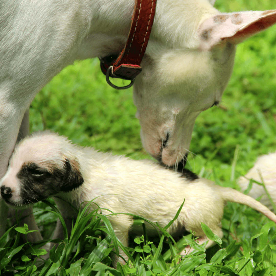 Early Neurological Stimulation for Puppies: The Pros and Cons - Hanne ...