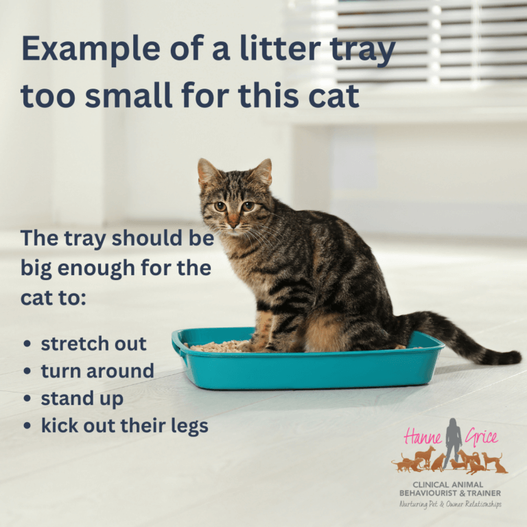 Understanding Feline Inappropriate Elimination: Some Common Causes and ...