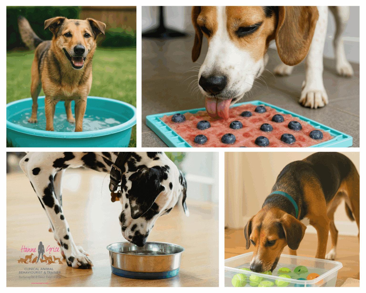 Creative ways to nudge your dog's fluid intake - Hanne Grice Pet ...