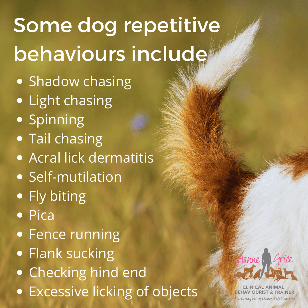 Understanding repetitive behaviours in dogs - Hanne Grice Pet Training ...