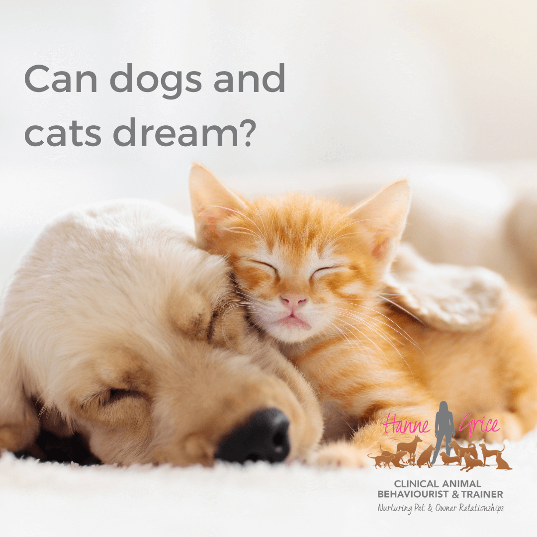 What Do Dogs Do To Cats