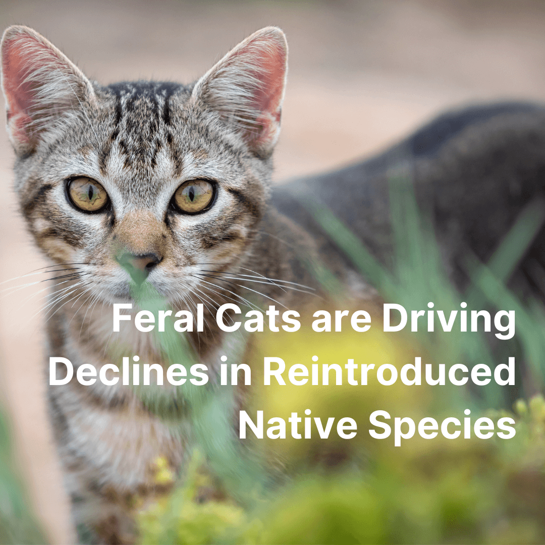 DNA Evidence Confirms Feral Cats are Driving Declines in Reintroduced ...