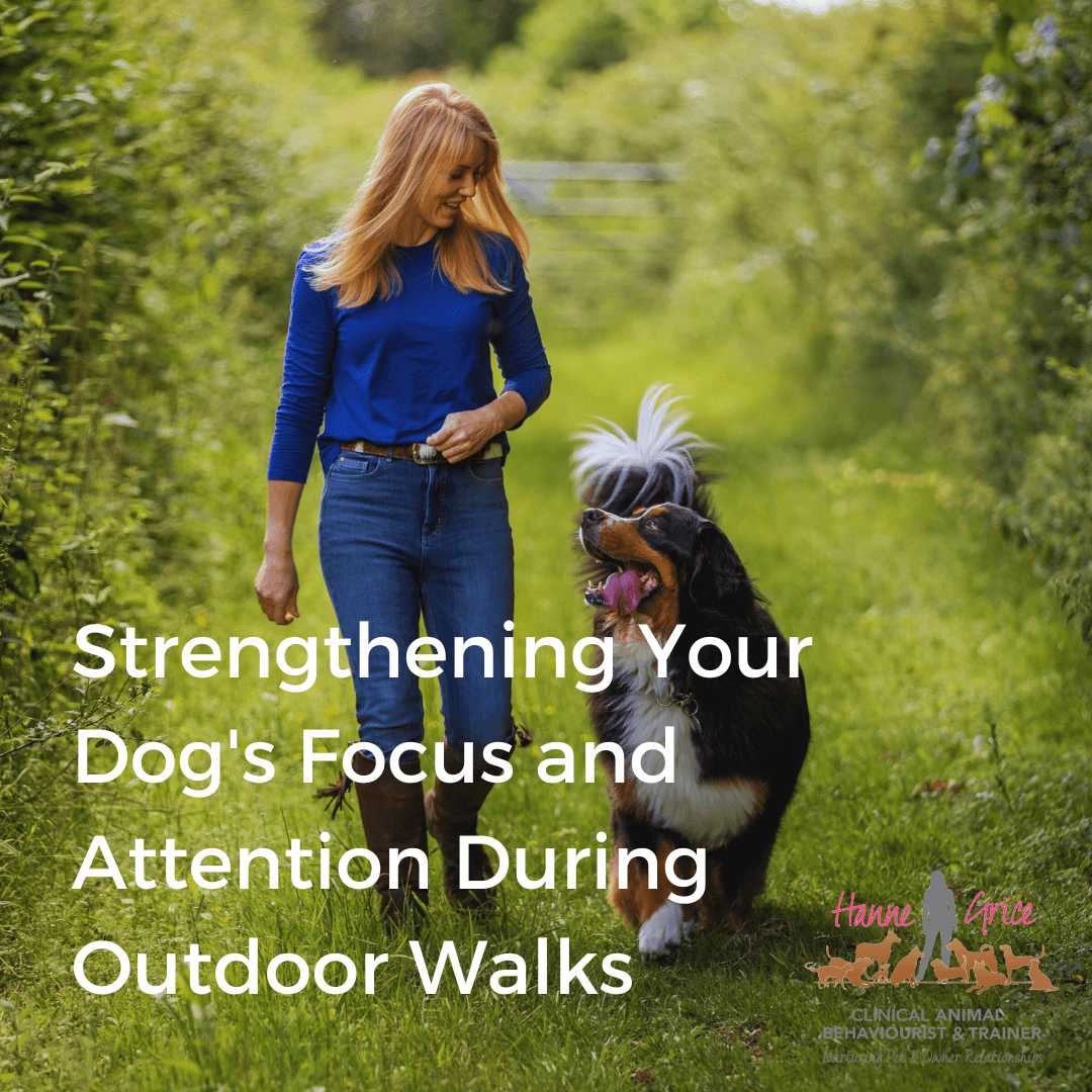 Strengthening your dog's focus and attention on walks - Hanne Grice Pet ...