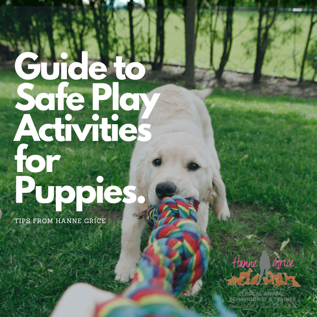 A Guide to Safe Play Activities for Puppies - Hanne Grice Pet Training ...