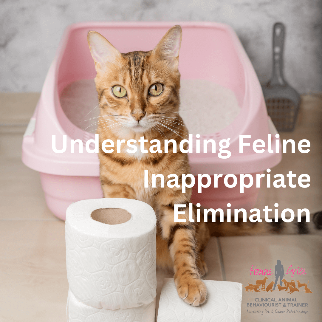 Understanding Feline Inappropriate Elimination: Some Common Causes and ...