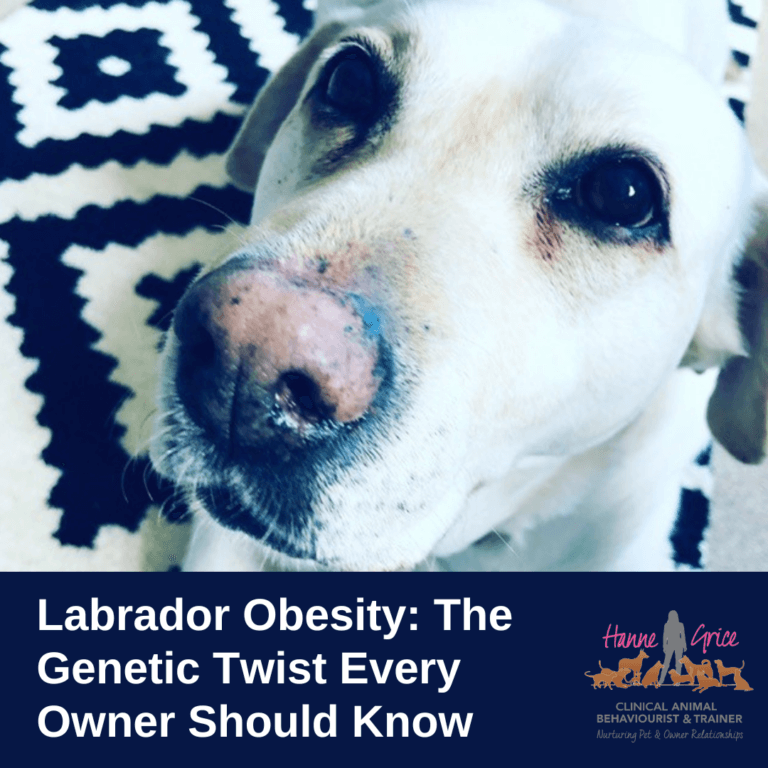 Labrador Obesity: The Genetic Twist Every Owner Should Know - Hanne ...