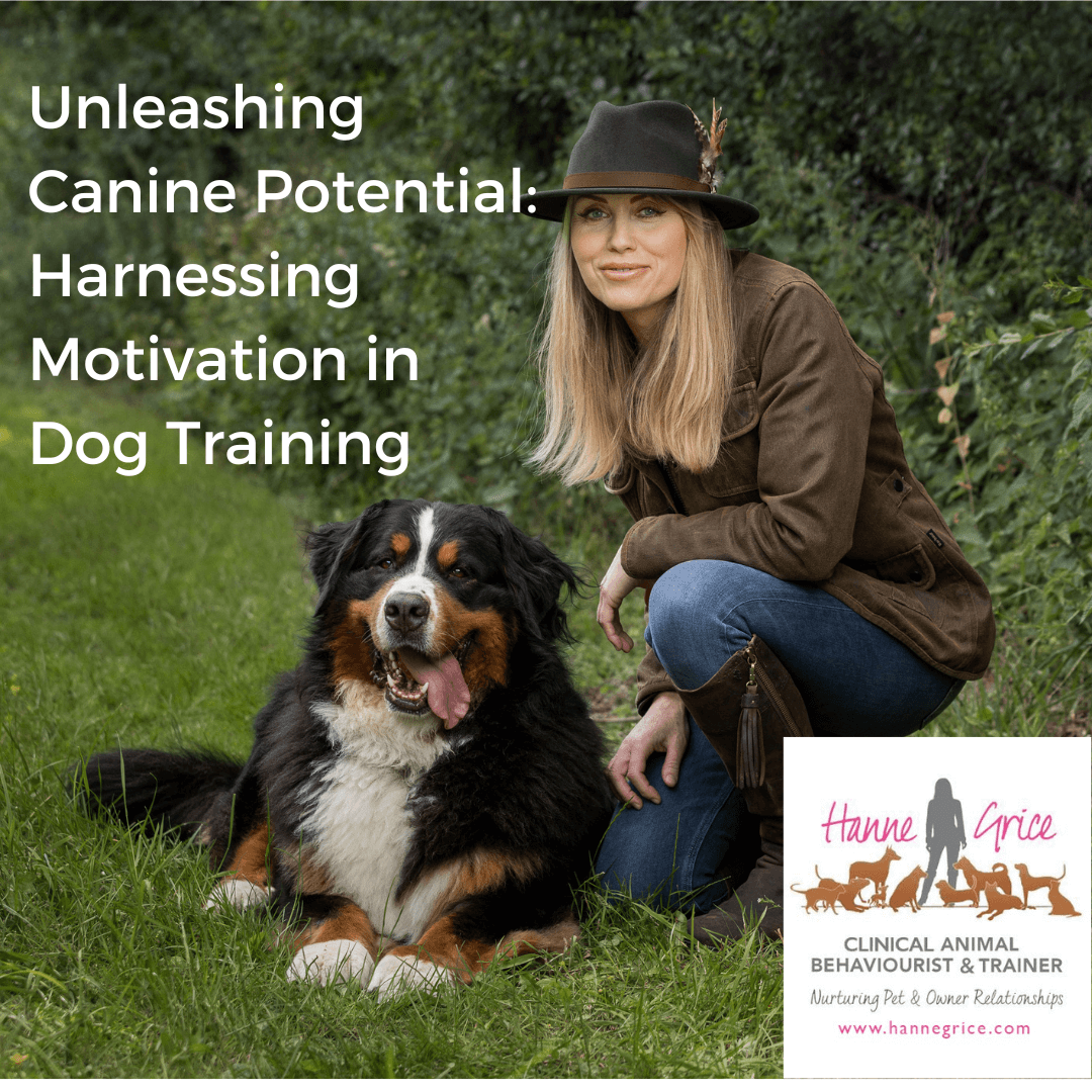Unleashing Canine Potential: Harnessing Motivation in Dog Training ...