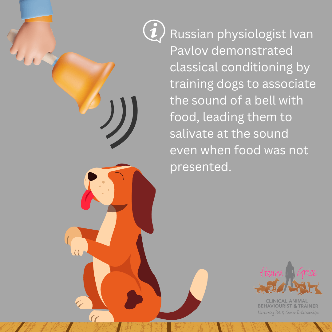 Do dogs perceive time and if so - how? - Hanne Grice Pet Training ...