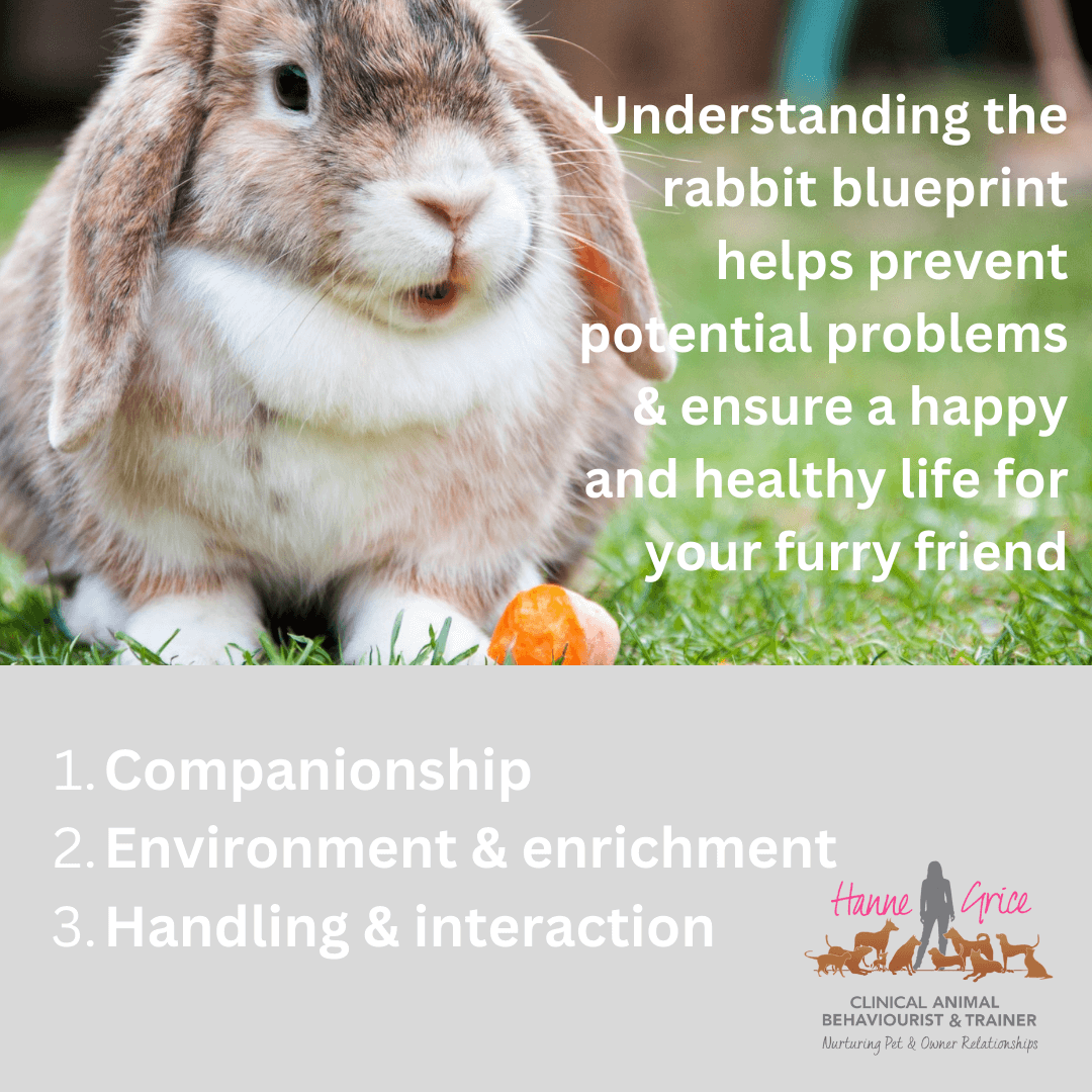 Understanding the Rabbit Blueprint: Enhancing Wellbeing and Avoiding ...