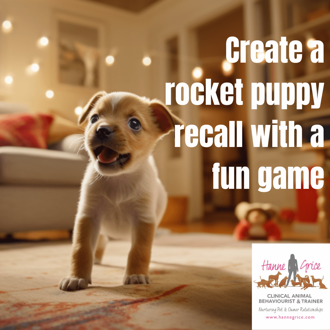 Create a rocket puppy recall with a fun game - Hanne Grice Pet Training ...