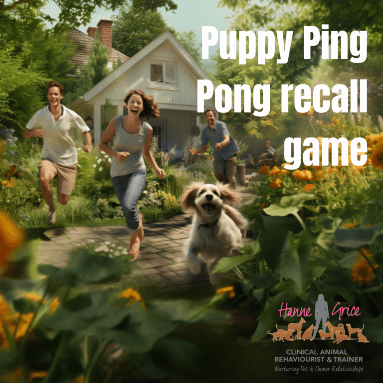 A Recall Game - Puppy Ping Pong - Hanne Grice Pet Training & Behaviour