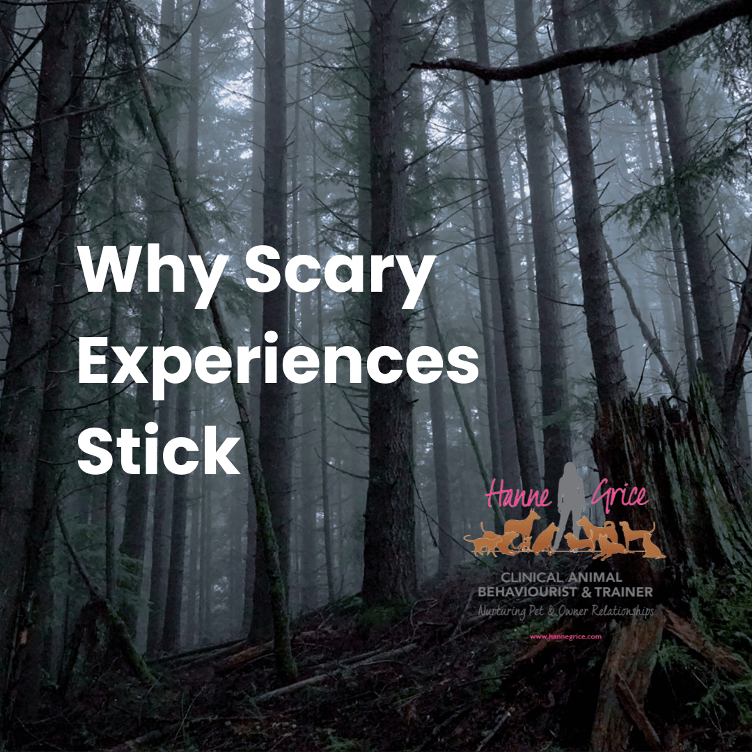 Why Scary Experiences Stick - Hanne Grice Pet Training & Behaviour