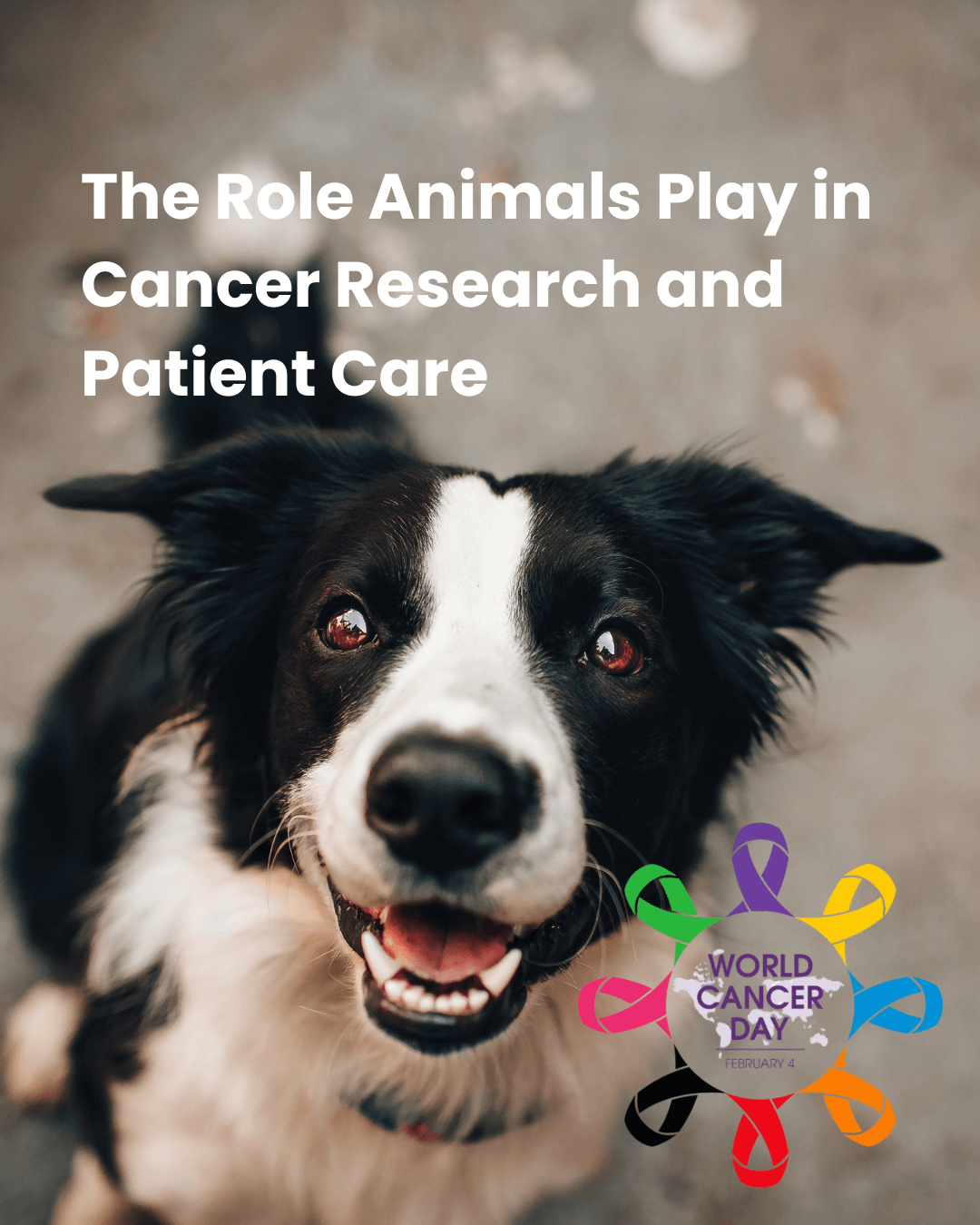 The Role Animals Play in Cancer Research and Patient Care - Hanne Grice ...