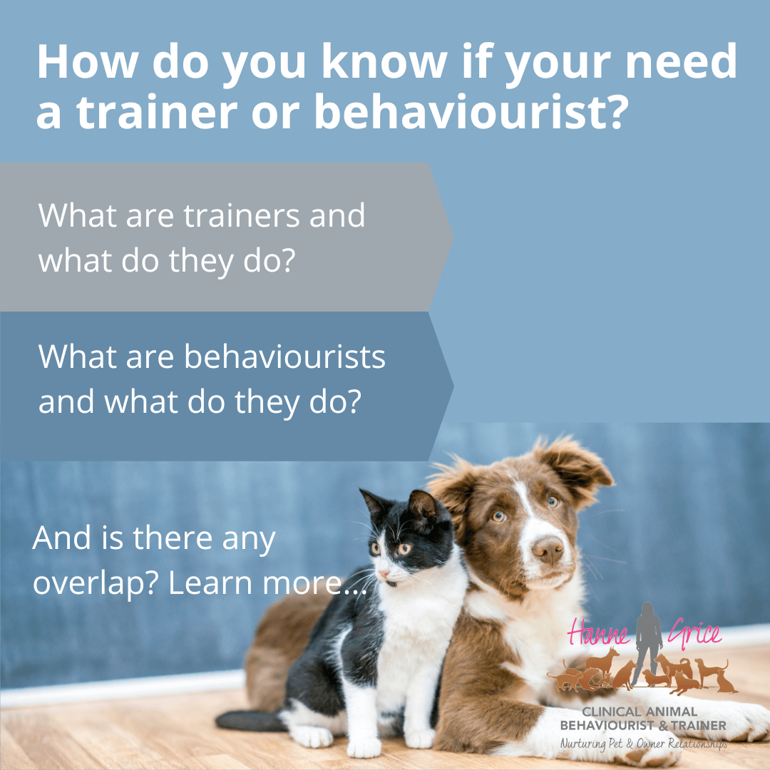 Understanding Dog Trainers And Behaviourists – Differences, Overlaps ...