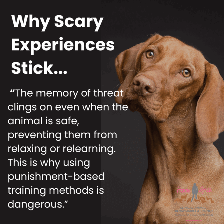 Why Scary Experiences Stick - Hanne Grice Pet Training & Behaviour