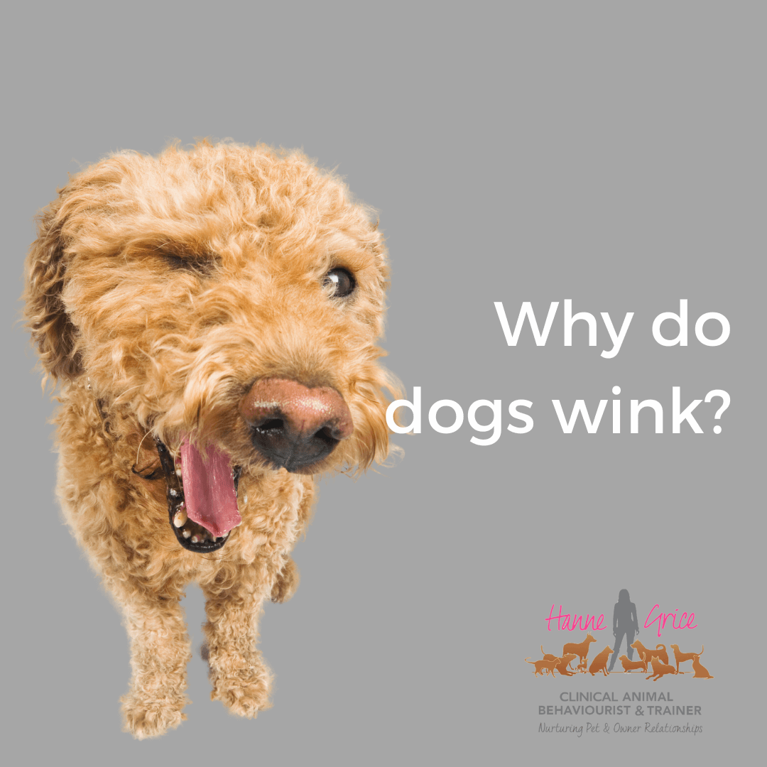 Why do dogs wink? - Hanne Grice Pet Training & Behaviour