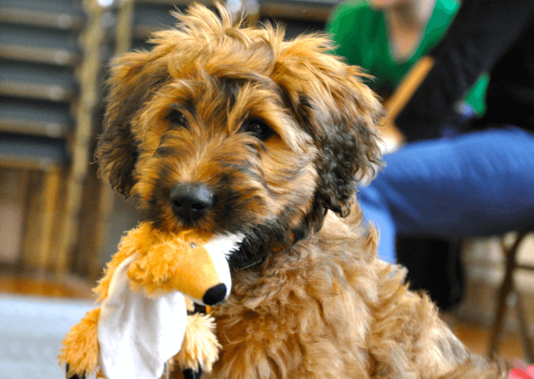 Home - Hanne Grice Pet Training & Behaviour