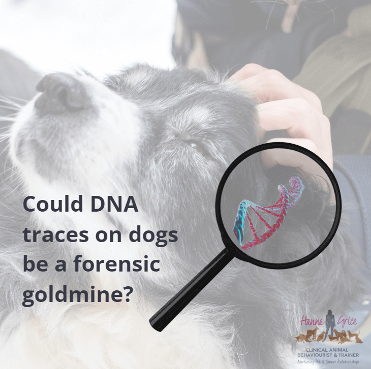 Could DNA traces on dogs be a forensic goldmine? - Hanne Grice Pet ...