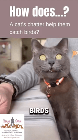 How does a cat's chatter help them catch birds? - Hanne Grice Pet ...