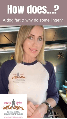 How Does a Dog Fart… and Why Do Some Linger? - Hanne Grice Pet Training ...