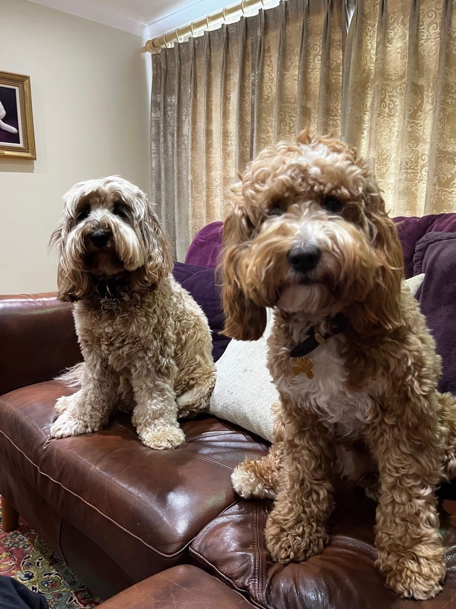 Mirroring and matching in dogs - Hanne Grice Pet Training & Behaviour