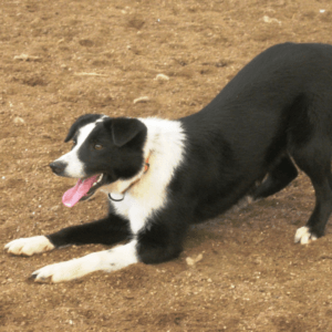Understanding Dog Stretching: From Greetings to Pain Signals - Hanne ...