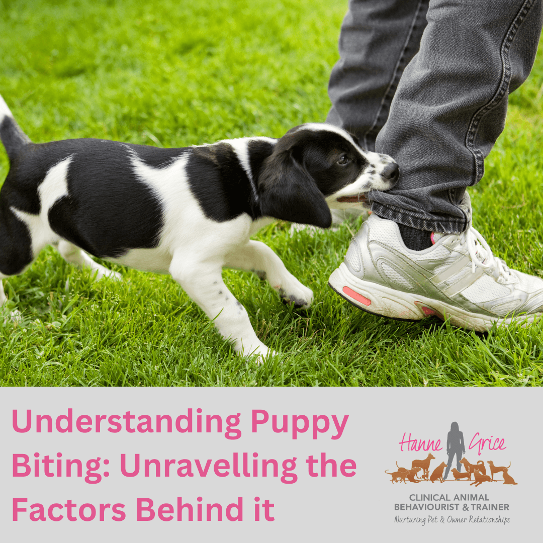 Understanding Puppy Biting: Unravelling the Factors Behind it - Hanne ...