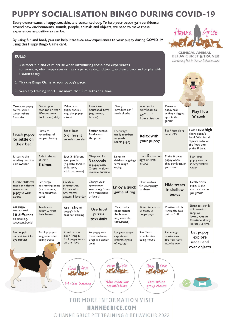 The Essential Guide to Puppy Socialisation: Why, How, and Avoiding ...