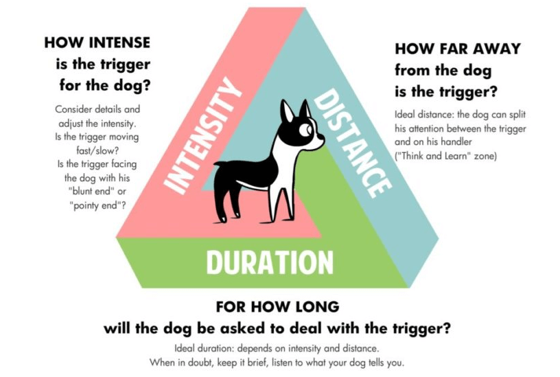 The 'Silent Farter': Insights into dog interactions for owners - Hanne ...