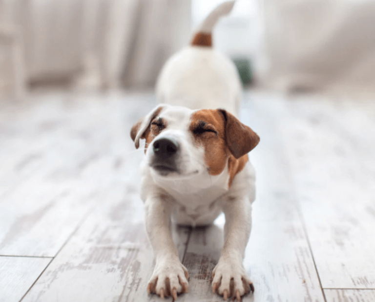 Understanding Dog Stretching: From Greetings to Pain Signals - Hanne ...